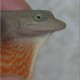 Two-Tailed Lizards: How’d That Happen? – Anole Annals
