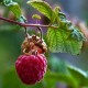 The Sound of Raspberries | ~Inspiration from our daily grind~