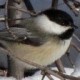Bird Date and Location Guide | Birds Calgary