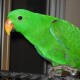 Eclectusville Eclectus Babies PBFD Victims | Sharing411's Blog