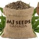 Pot Seeds From Canada | Explore the exciting world of Canadian Cannabis ...