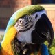 Macaw World | Those Majestic Macaws