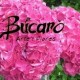 Flores Búcaro | Una de las floristerías con más estilo de Madrid