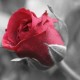 Flying, by Sarah Arvio | Once a Day Poetry
