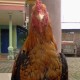 doctorefarm | d'champion gladiator rooster and predictor – Zona ...